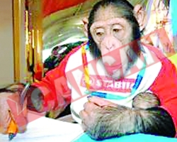 Maimuta la rang de om