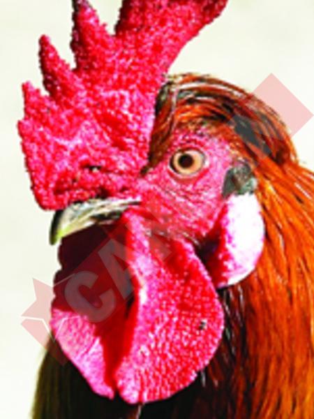 Cocosul a castigat in instanta