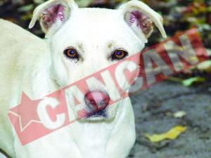 Lei hraniti cu maidanezi la Zoo Radauti