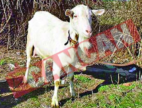 S-a insurat cu o capra