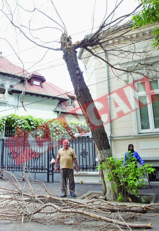 Terorizati de un copac uscat de pe strada Pictor Romano