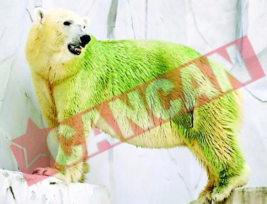 Au inverzit ursii polari