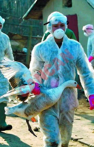 Gripa aviara loveste din nou