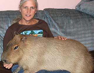 VIDEO Traieste in casa cu cea mai mare rozatoare din lume!