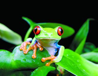 Broastele anunta cutremurele