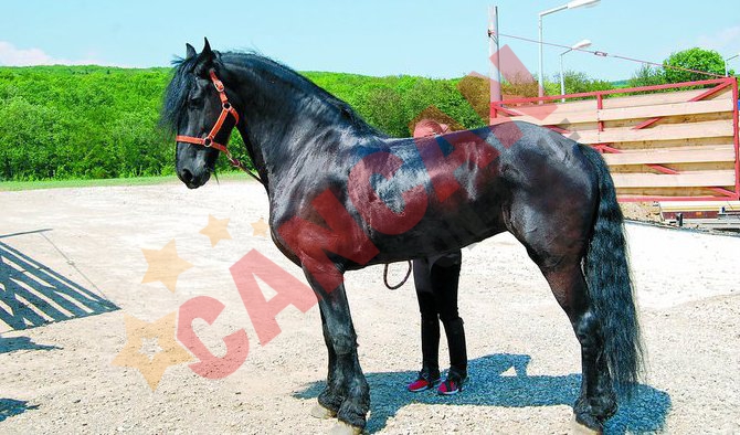 Acesta este cel mai frumos cal