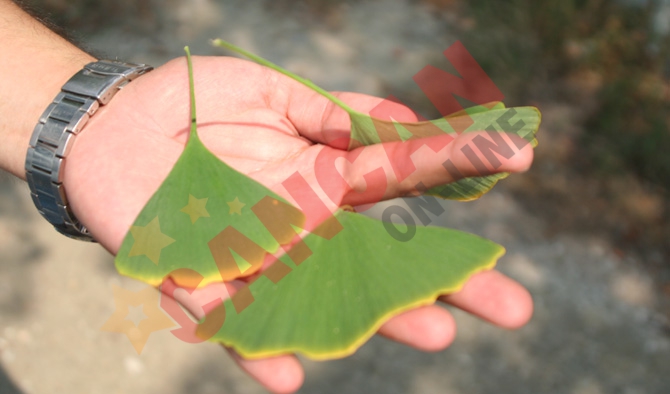 La Bocsa exista un batran copac de Ginko Biloba