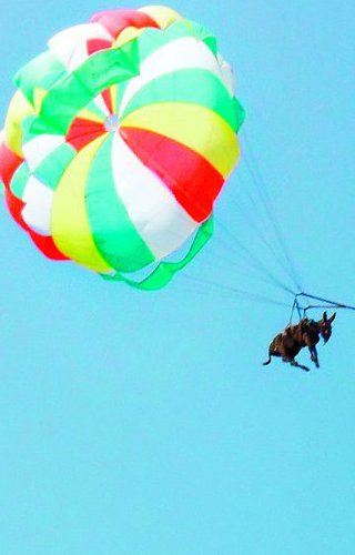 A dat magarul cu parasuta!