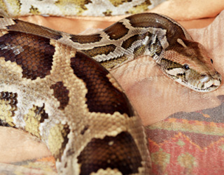 Politistii cauta un sarpe boa de trei metri si 20 de kilograme!