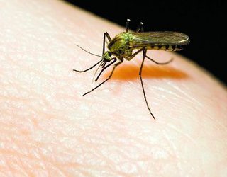 Tantarii au omorat doi romani