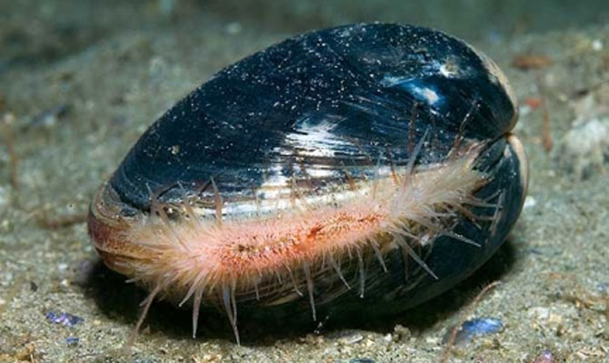 Are 400 de ani! Este cel mai batran animal din lume!