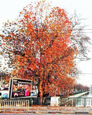 Acestia sunt cei mai batrani copaci din Capitala