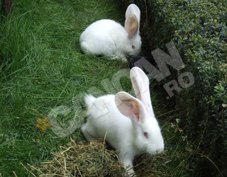 Imagine inedita in orasul de la malul marii! Zeci de iepuri alearga in ...