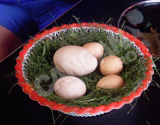 Ou de gaina gigant, la Arad