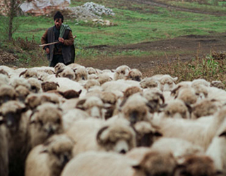 Doi olandezi au renuntat la viata lor pentru a deveni fermieri in Romania!