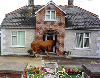 S-a uitat... ca boul la poarta noua