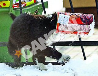 Catel la conserva, noua specialitate romaneasca