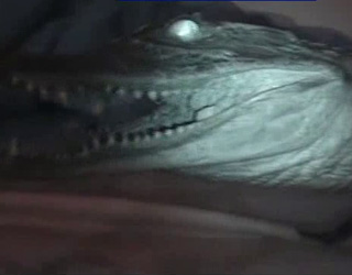 VIDEO Ce mai fura romanii? Bibelouri, scoici si... un crocodil impaiat!