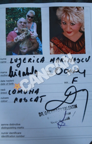 Catelusa salvata de senatorul Marius Marinescu, invidiata de toti ...