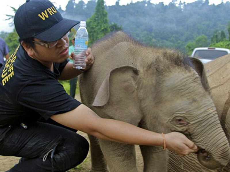 Imaginea care-ţi va frânge inima! Un pui de elefant încearcă disperat ...