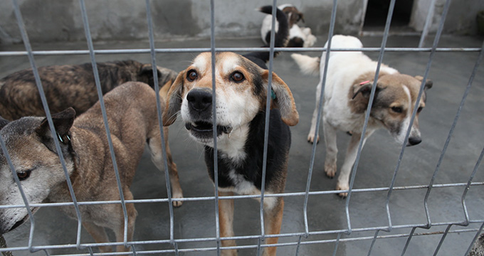 ASPA a extins capacitatea de adapostire a cainilor fara detinator, prin ...