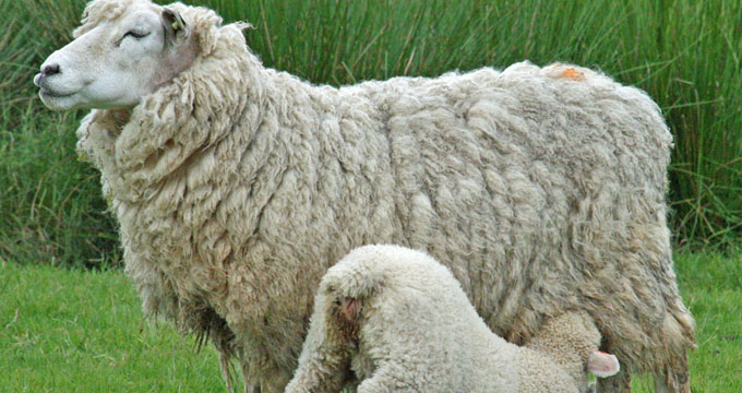 Cum arata creatura jumatate oaie, jumatate capra! Oamenii de stiinta au ...