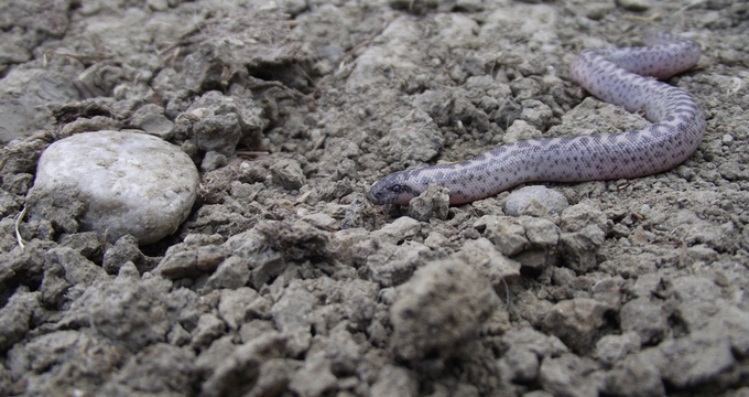 Nu a mai fost vazut de 77 de ani! O specie extrem de rara de sarpe boa ...