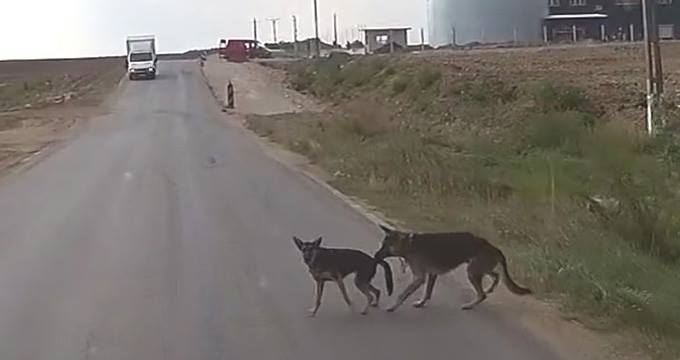 Imagini halucinante surprinse de un sofer din Romania! Momentul in care ...
