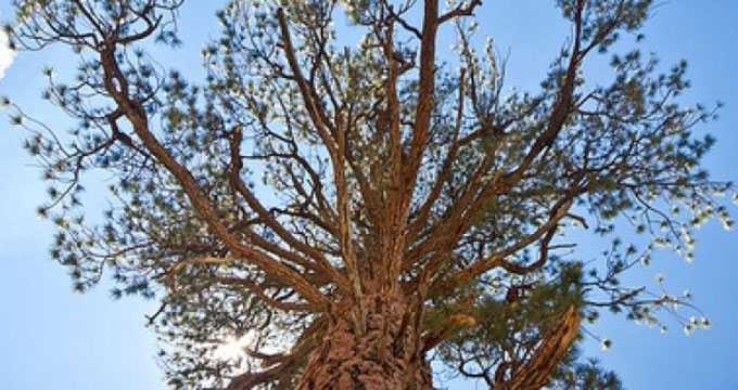 TESTUL COPACULUI: Nu sta prea mult pe ganduri! Afla ce spune imaginea ...