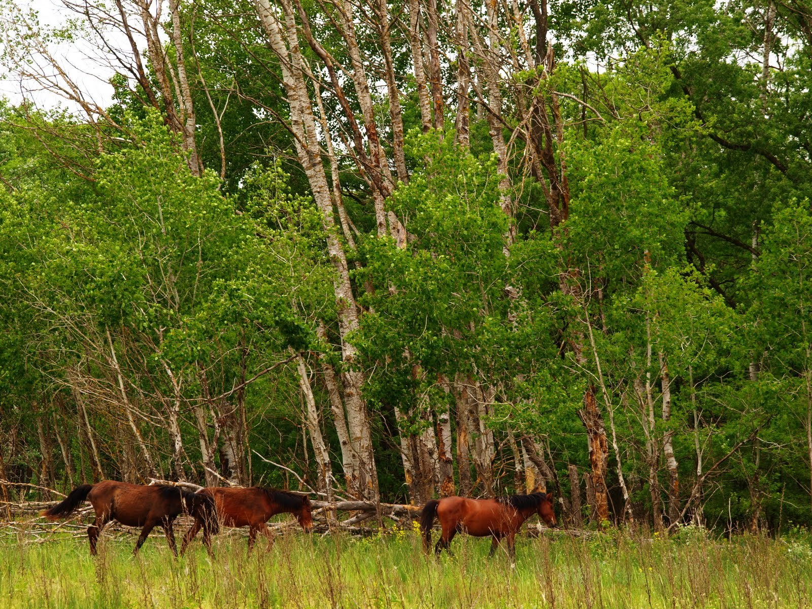 INCREDIBIL! Cai surprinşi la păscut cu...100 km/h de aparatul radar al ...