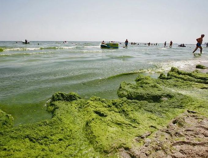 ATENŢIE la algele din apa mării! Infecţiile provocate de acestea vă pot ...