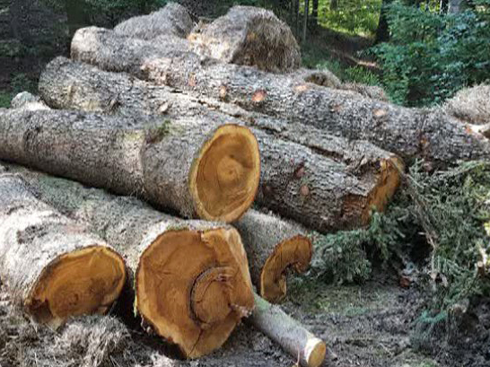 Defrişări la Sinaia în Parcul Natural Bucegi