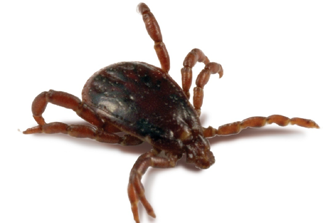 Cum se extrage corect căpuşa din piele. Ce trebuie să știi Boala Lyme ...