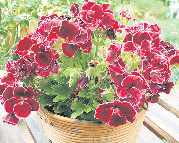 Plantele care iti dau energie. De ce trebuie sa ai muscate in casa si ...