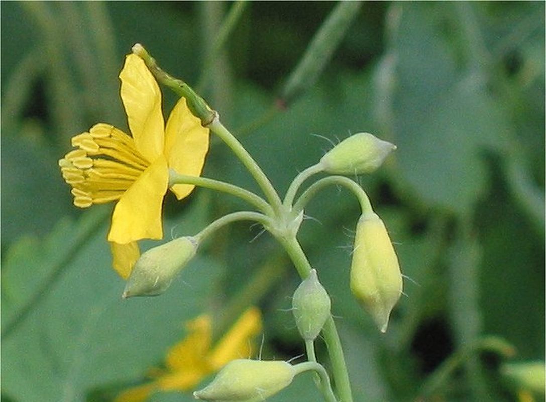 Beneficiile ceaiului de rostopască. 10 secrete pe care trebuie să le ştii