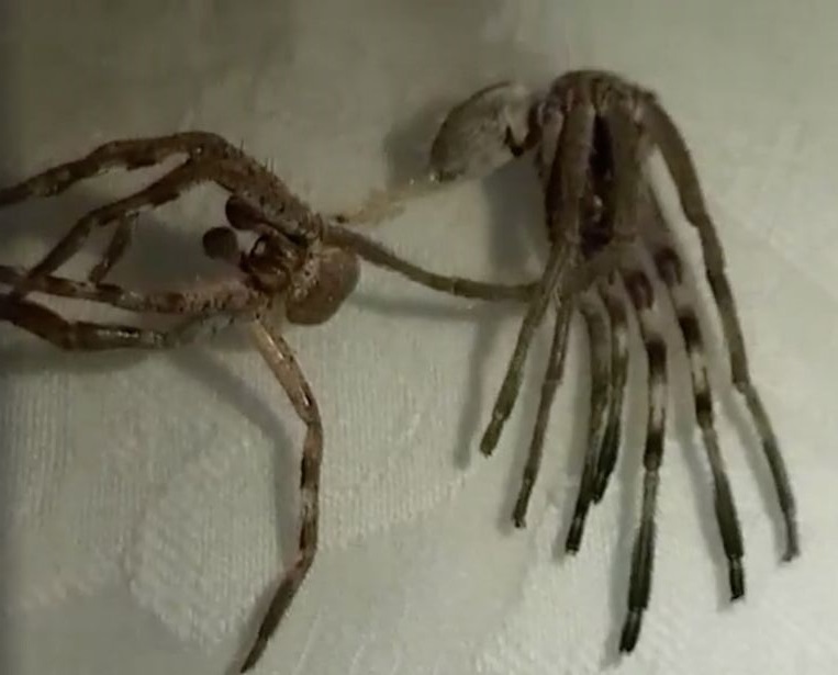 VIDEO / O filmare a şocat milioane de oameni! În imagini apare “o ...