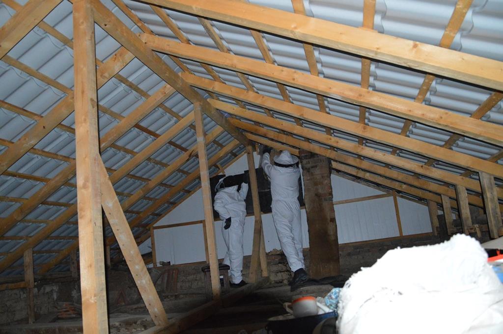 Roi de viespi gigantice la Palilula, în Dolj. A fost nevoie de ...