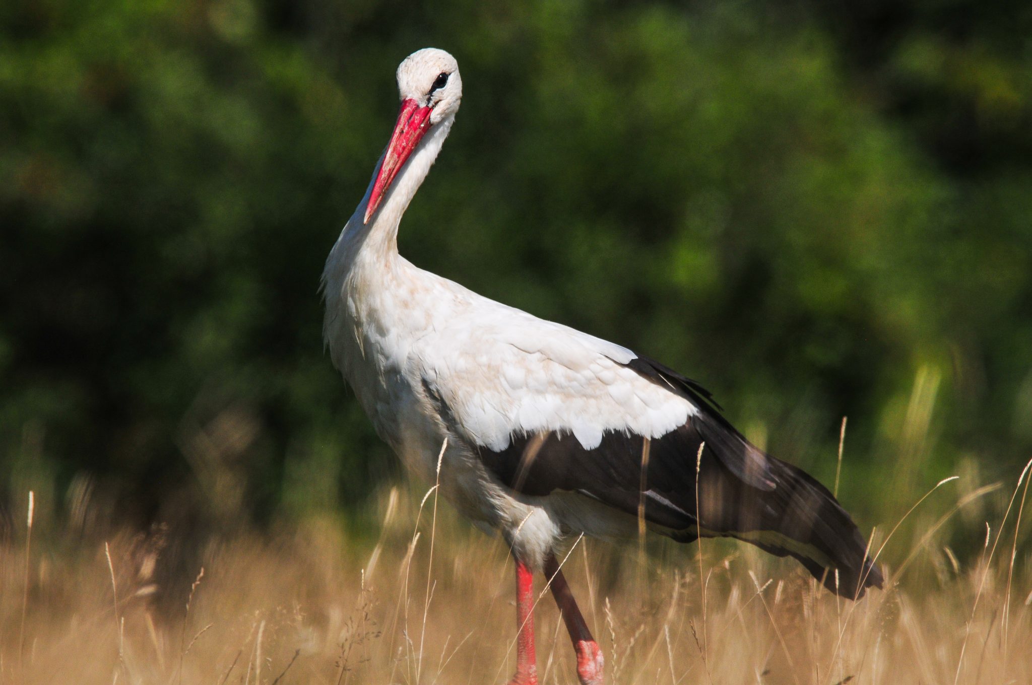 O barză a pus în stare de alertă autoritățile din Codlea: ”Speram ca ...