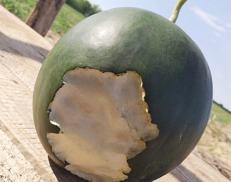 Pepenii din Dăbuleni sunt în pericol. Bursucii și iepurii au dat atacul