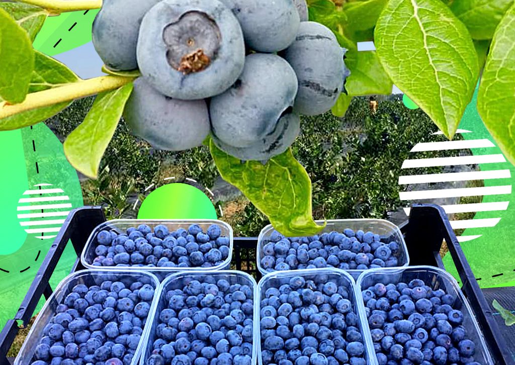 Povestea plantațiilor cultivate de spanioli în Oltenia