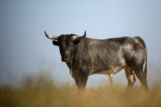 Ce înseamnă când visezi un taur care te aleargă