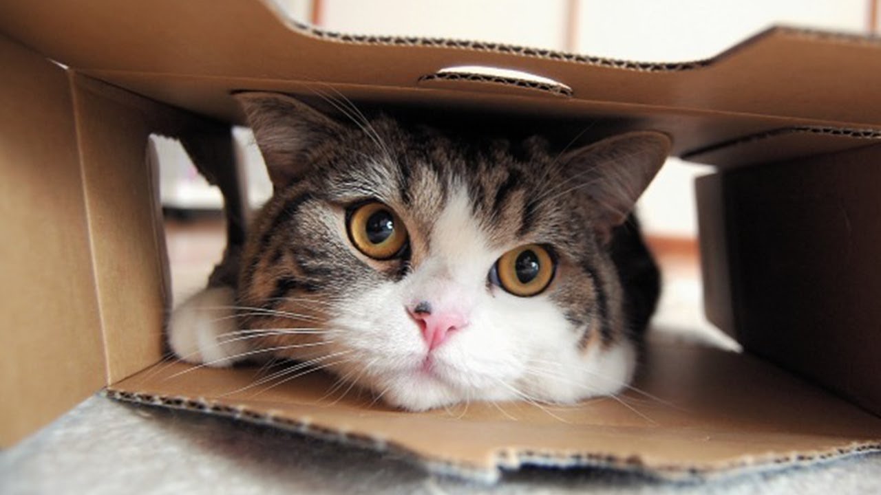 Ziua Internațională a Pisicii. Top 10 feline celebre