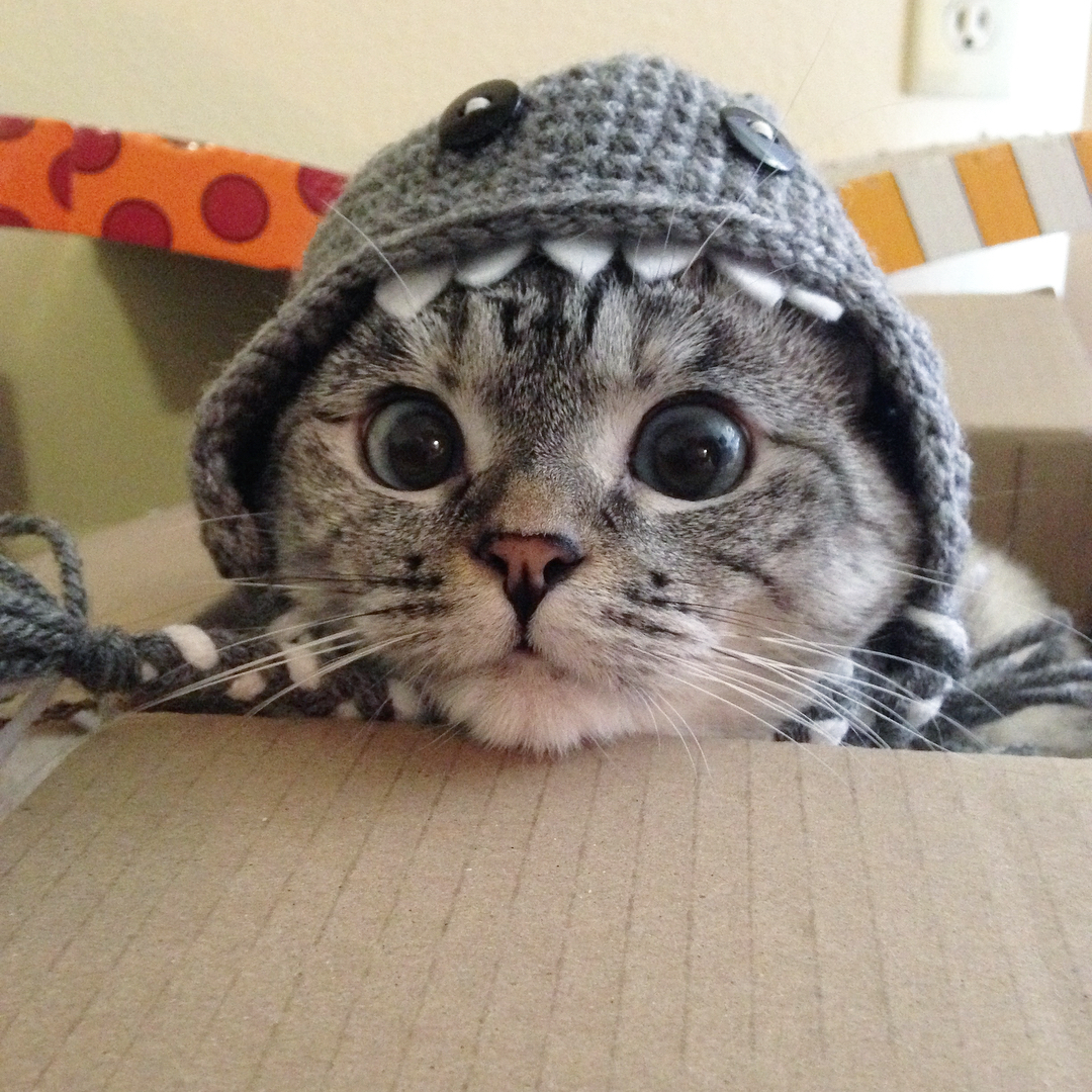 Ziua Internațională a Pisicii. Top 10 feline celebre