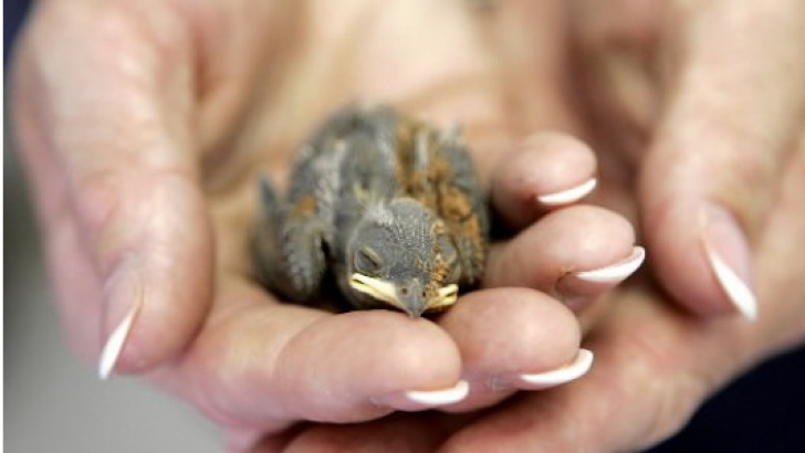 A găsit acest pui de pasăre. L-a luat acasă, însă a regretat decizia ...