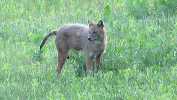 Ieșenii, uluiți! A apărut șacalul auriu: ”E ca prezența ciorilor la ...