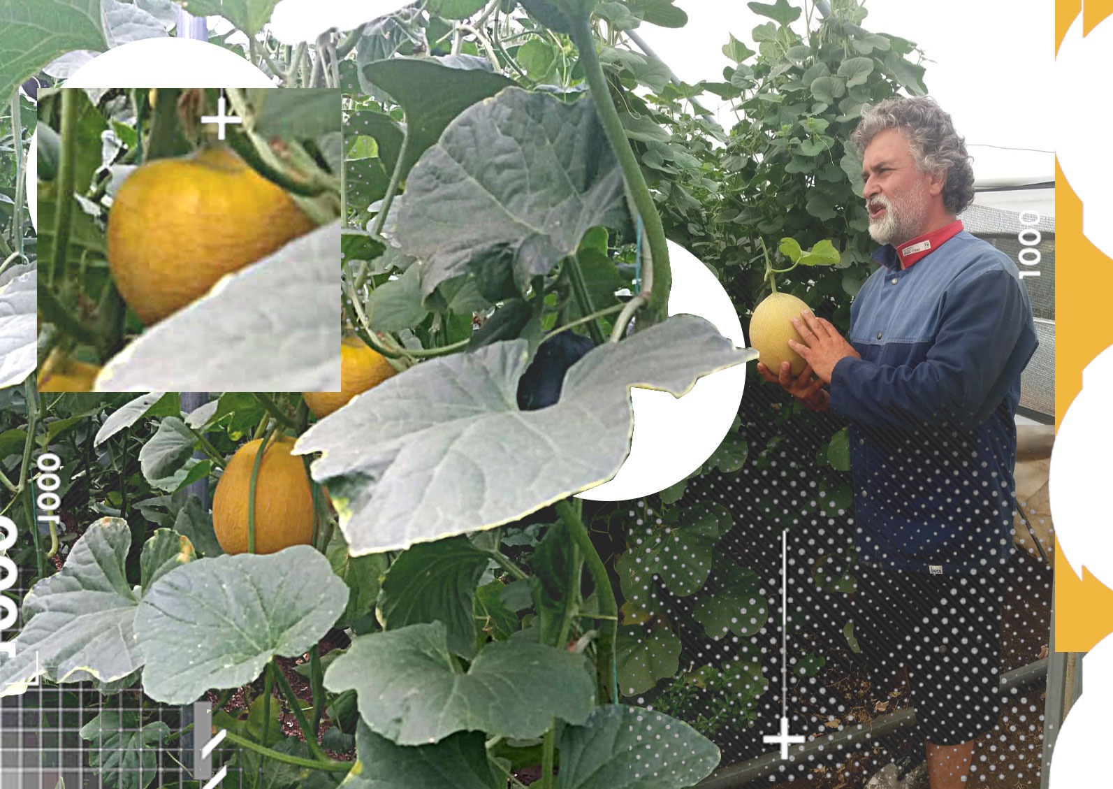 Un oltean a inventat cultura de pepeni pe verticală. Plantele au peste ...