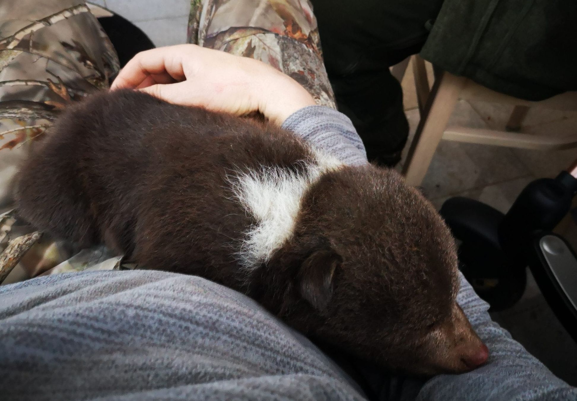 Imagini emoționante. Pui de urs nou-născut, salvat din mijlocul unei ...