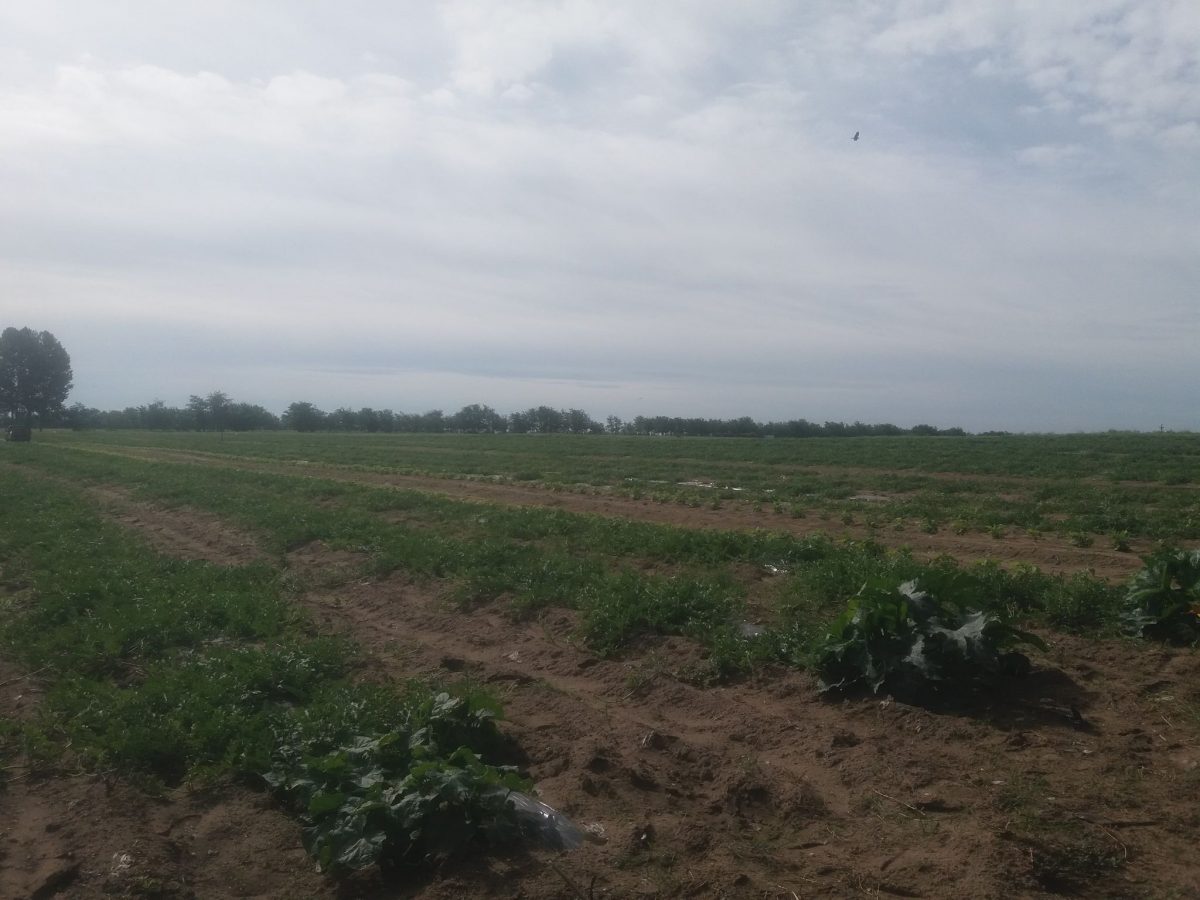 Pepenii de Dăbuleni, tot mai puțini. Fermierii preferă să cultive căpșuni