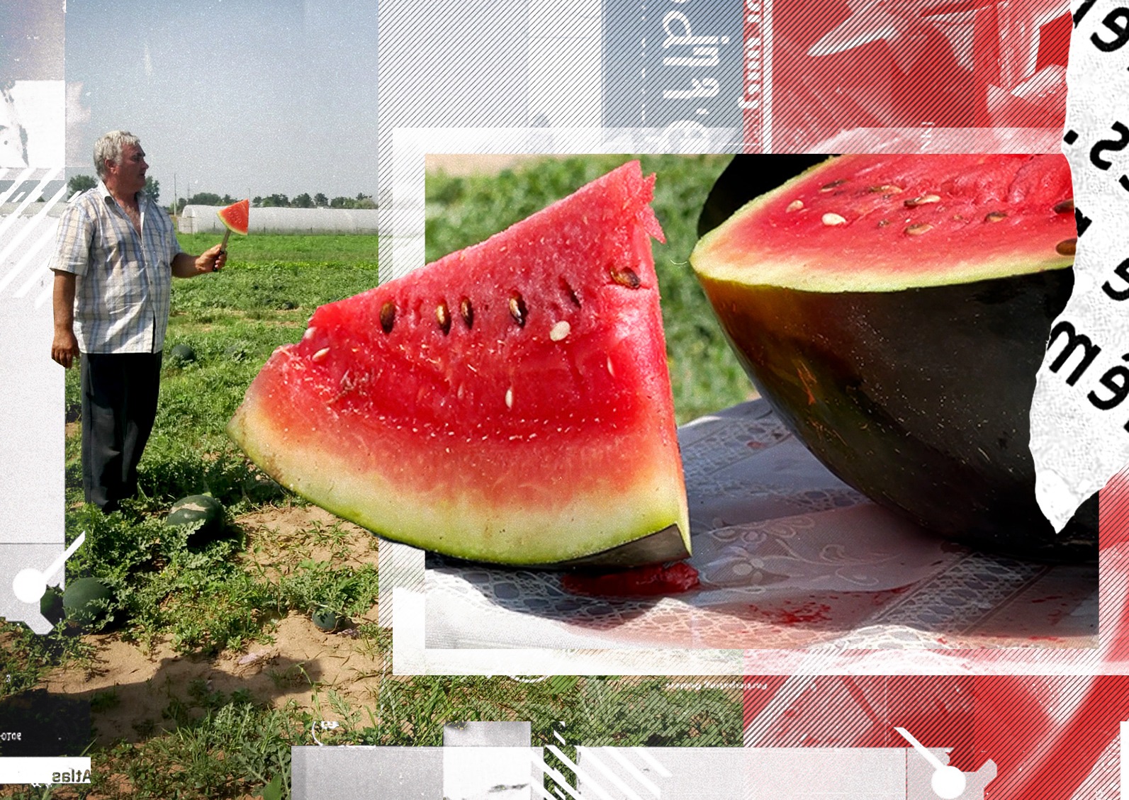 S-au copt primii pepeni în Dăbuleni. "Să vină toată România să mănânce!"