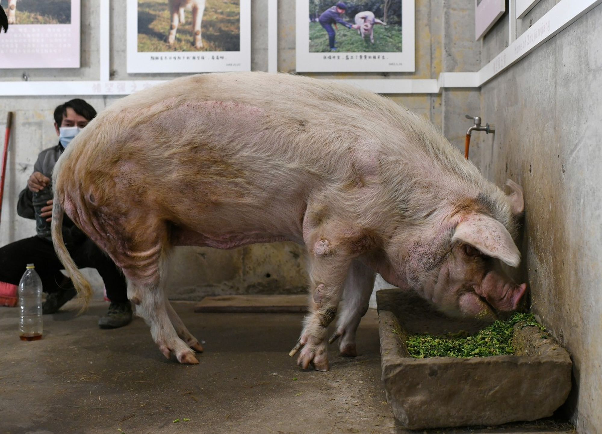 A murit cel mai iubit porc din istoria lumii. Animalul din China avea ...